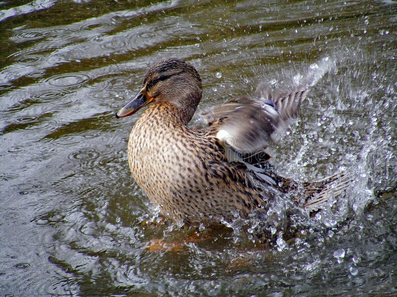 Bird washing stock photo. Image of wings, fleck, feathers - 88112276