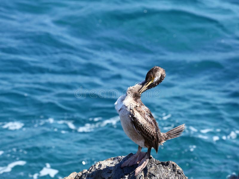 Bird washing stock photo. Image of wings, fleck, feathers - 88112276