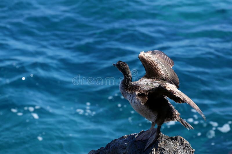 Bird washing stock photo. Image of sunlight, bird, wings - 128914228