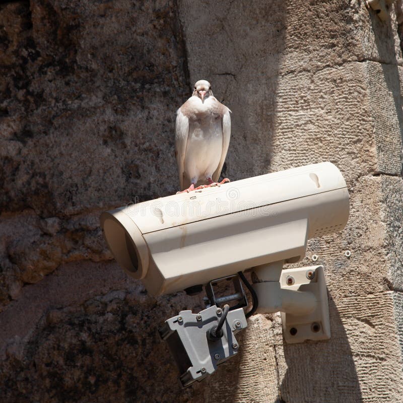 A Bird Watching Closely Around Sits on a CCTV Camera Stock Image ...