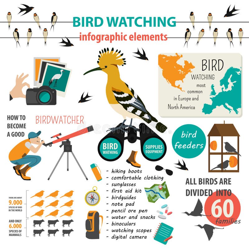 Bird Watching Infographic Template Stock Vector - Illustration of cute ...