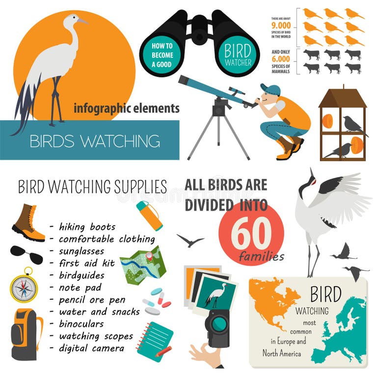 Bird Watching Infographic Template Stock Vector - Illustration of ...