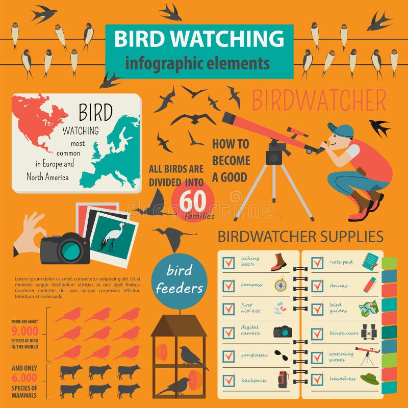 Bird Watching Infographic Template Stock Vector - Illustration of crane ...