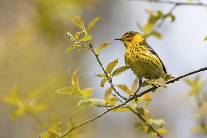 Bird Watching Nature Background Stock Image - Image of focus, nature ...