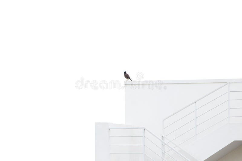 Bird Watching Tall Building Stock Photos - Free & Royalty-Free Stock ...