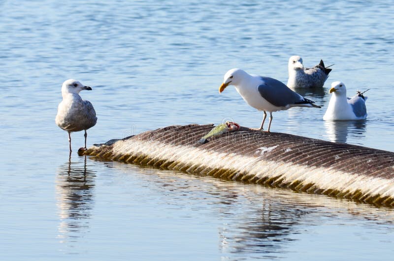 Bird Eating Fish Lake Ontario Taken Toronto Stock Photos - Free ...
