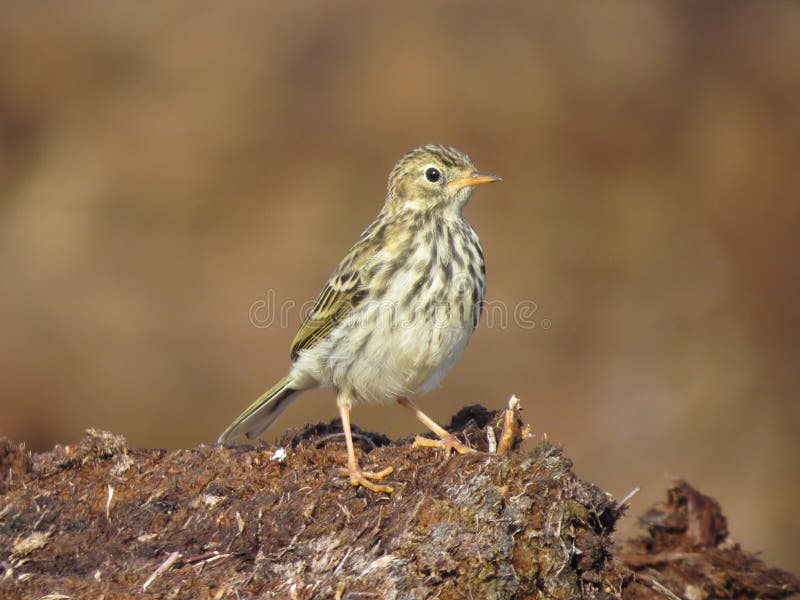 Bird Watching in the Wild. Environment and Beautiful Birds Stock Photo ...