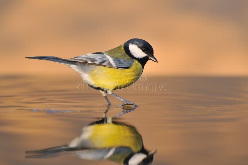 Bird on the water. stock photo. Image of birds, biodiversity - 19929982