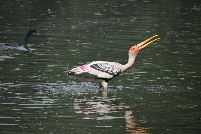 Bird, Water, Beak, Fauna Picture. Image: 107451335