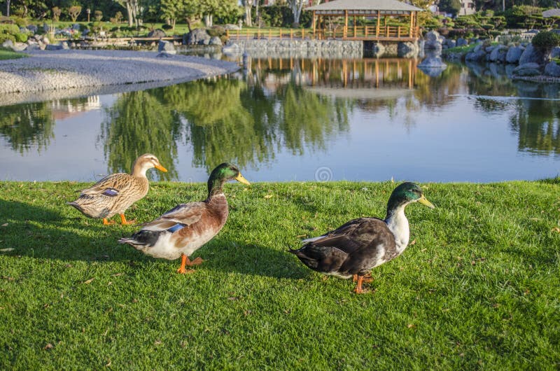Bird, Water, Ecosystem, Duck Picture. Image: 115316273
