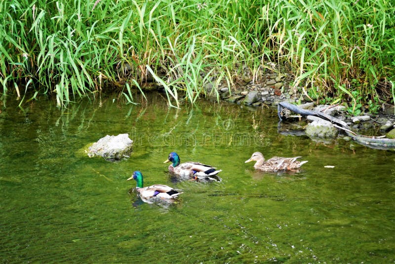 Bird, Duck, Water Bird, Ecosystem Picture. Image: 112569052