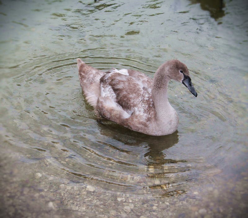 Bird, Water, Water Bird, Fauna Picture. Image: 112572837