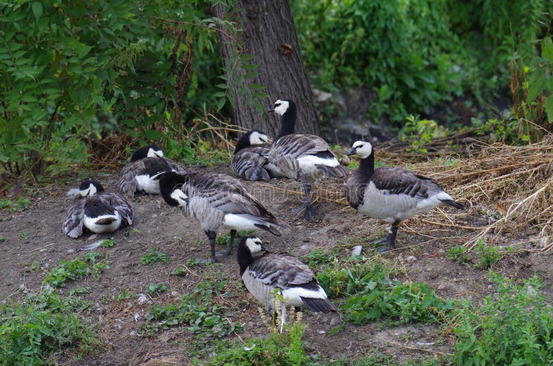 Bird, Water Bird, Fauna, Ecosystem Picture. Image: 120483219