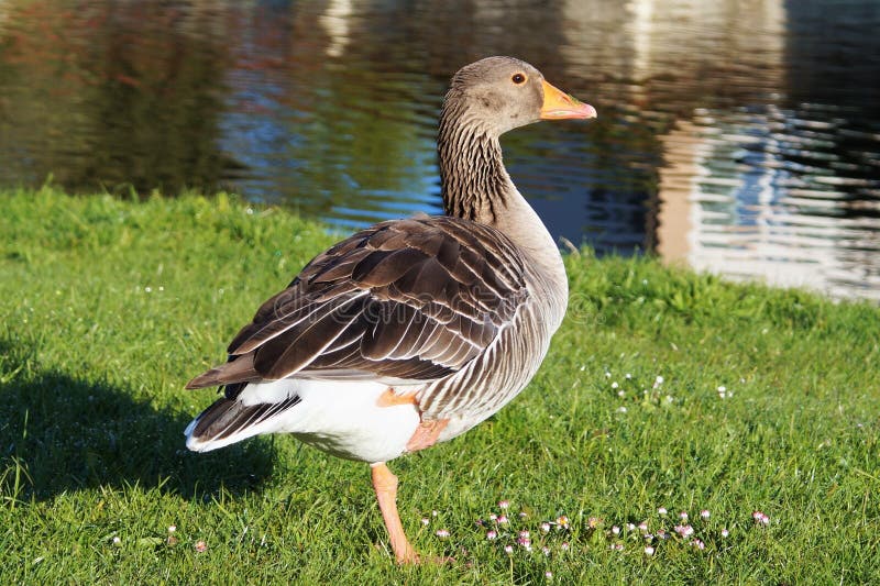 Bird, Water Bird, Fauna, Goose Picture. Image: 101227501