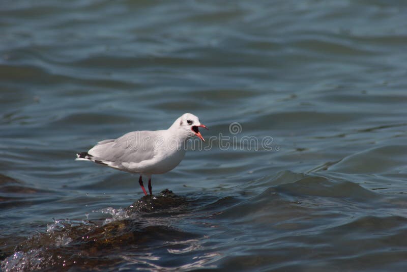 Seagull is Crying on the Rock Stock Image - Image of grass, gull: 180677213