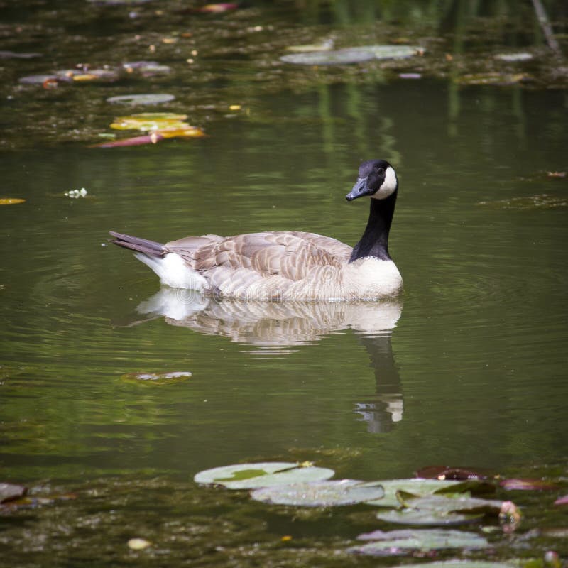 Bird, Water, Reflection, Water Bird Stock Image - Image of grass, water ...