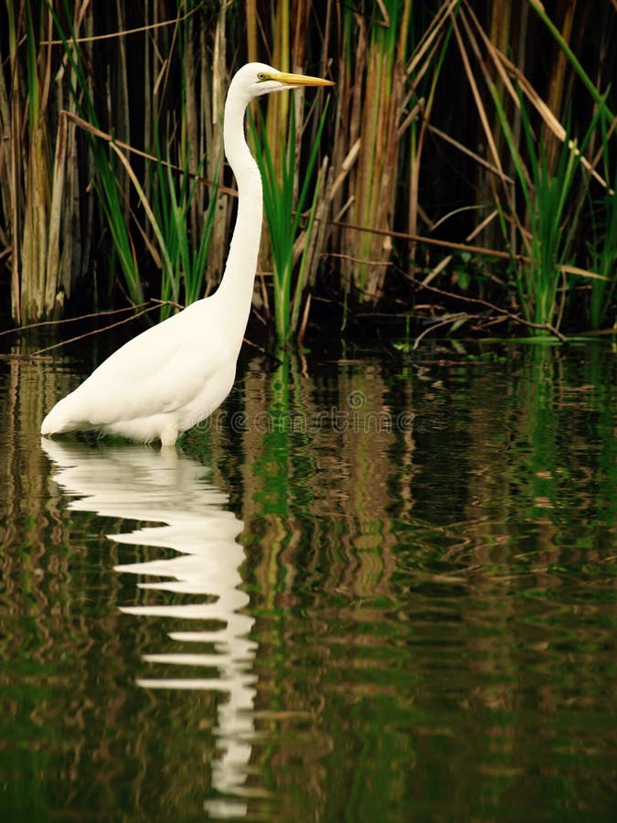 Bird, Reflection, Water, Water Bird Picture. Image: 118780170