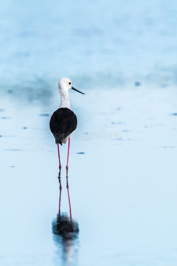 Bird, Water, Stilt, Shorebird Stock Photo - Image of beak ...