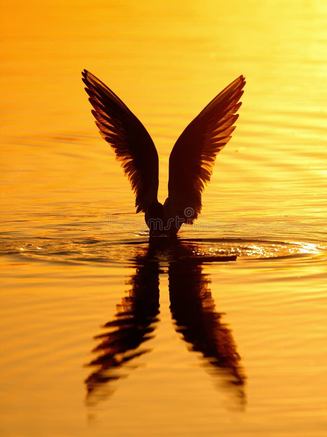 Bird on the water stock image. Image of lake, contrast - 41230859