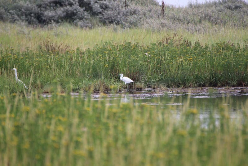 A bird on the waters edge stock image. Image of wildlife - 260909789