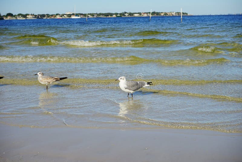 Bird and wave stock image. Image of clearwater, lifter - 79701589