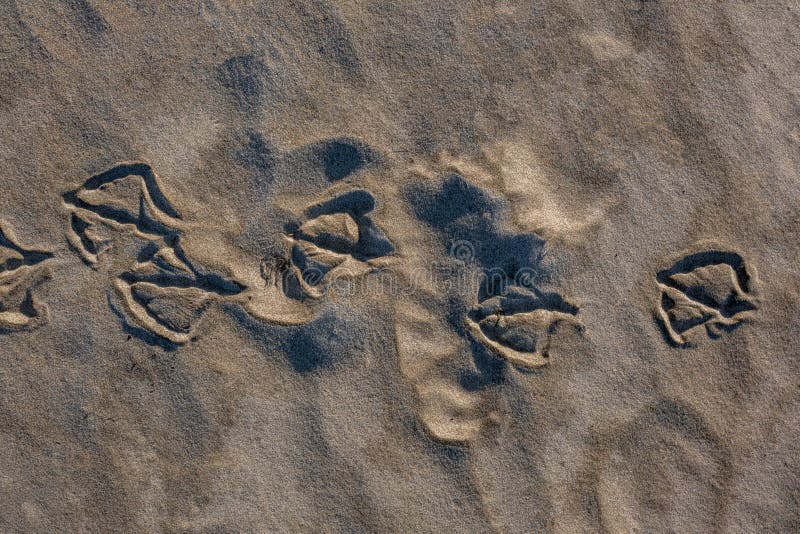 Footprints in the sand stock image. Image of footprint - 124515141