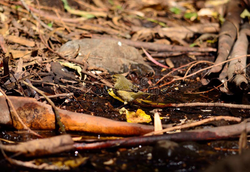 Bird on the wet soil stock photo. Image of birdwatching - 95625574