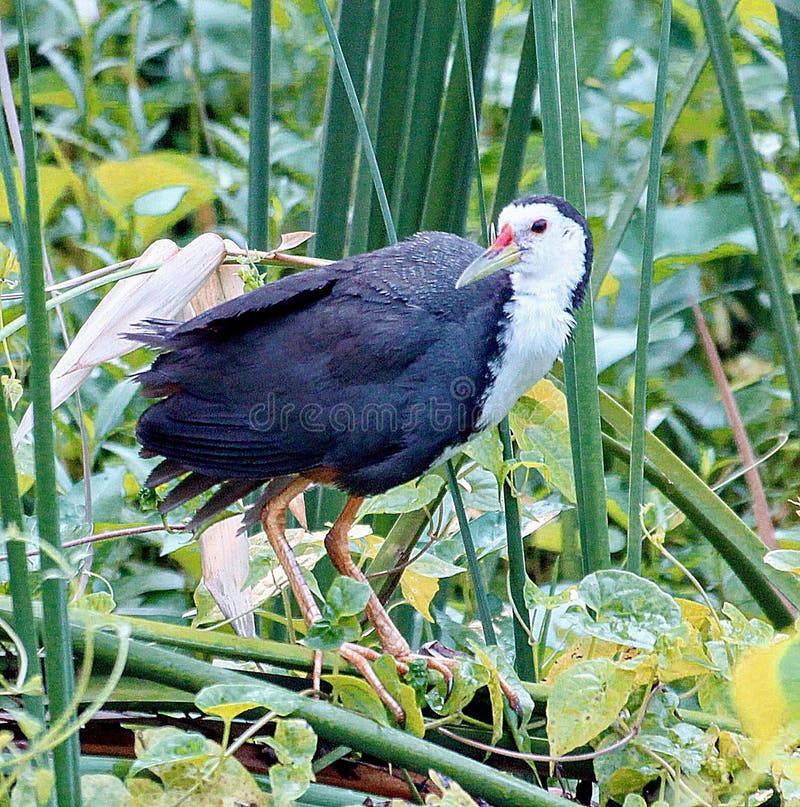 Bird White Breasted Waterhen Foraging Stock Photo - Image of grass ...