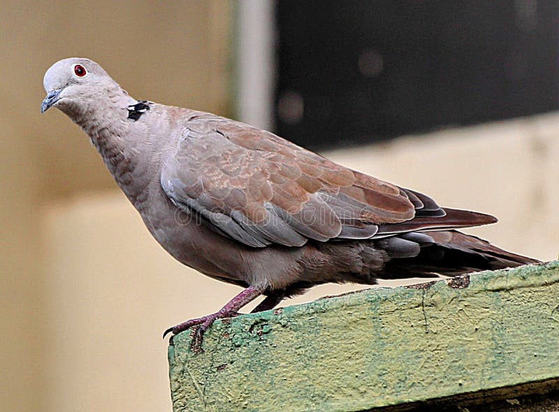 Bird Collared Dove Perching on Top Stock Photo - Image of beak, sparrow ...
