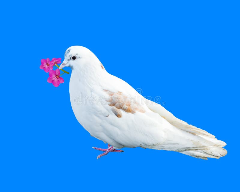 Bird White Dove with Flower in Beak Stock Photo - Image of flower ...