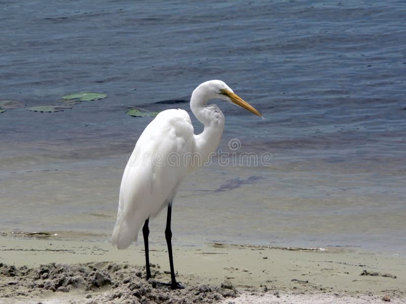 Bird - white egret stock image. Image of crane, egret, wading - 954089