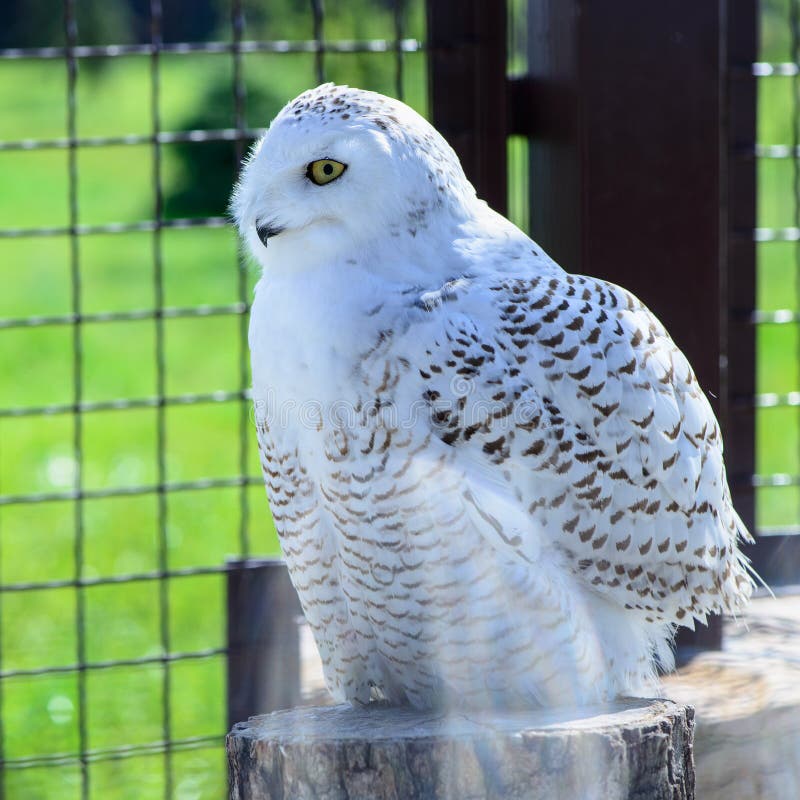 Bird white owl stock photo. Image of themes, feather - 71219658