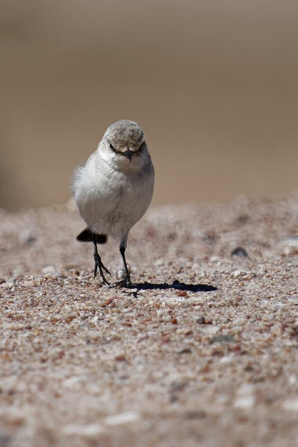 Bird walking on sand stock photo. Image of outdoors - 179413778