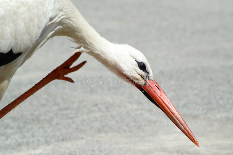 Bird, White Stork, Beak, Stork Stock Image - Image of beak, feather ...