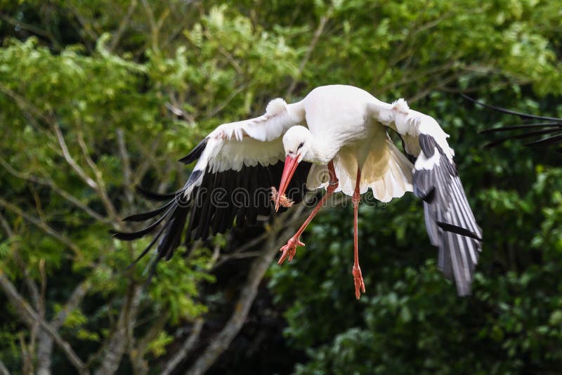 Bird, White Stork, Beak, Stork Picture. Image: 100577791