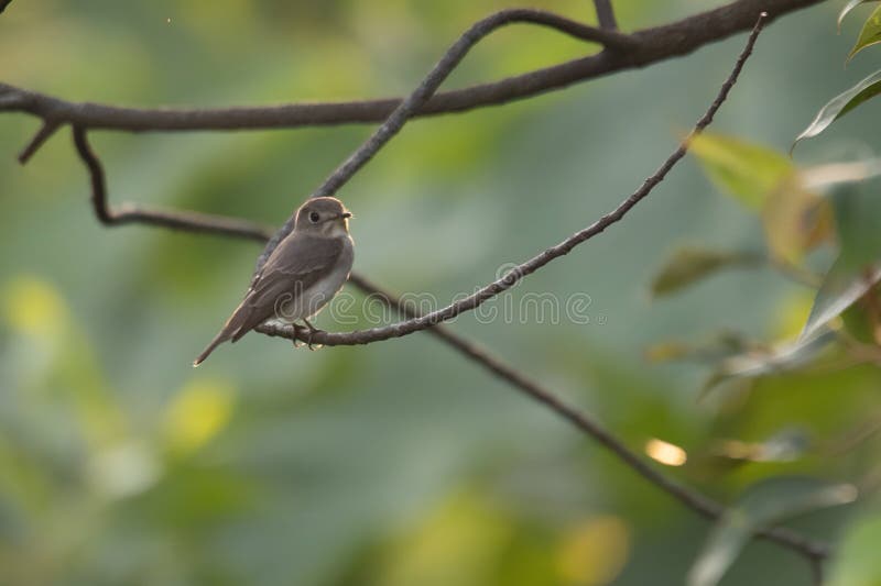 Bird White-tailed Flycatcher Family Stock Image - Image of flycatcher ...