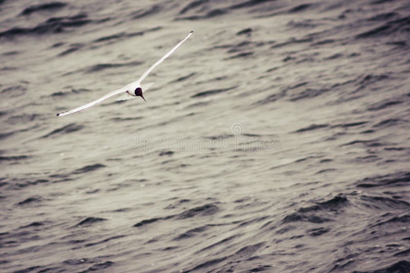 Bird in flight over water stock image. Image of wide - 187157917