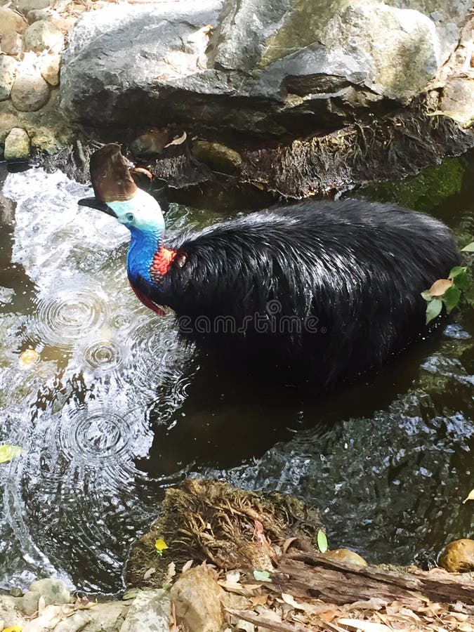 Bird stock image. Image of wild, bird, colours, water - 85805053