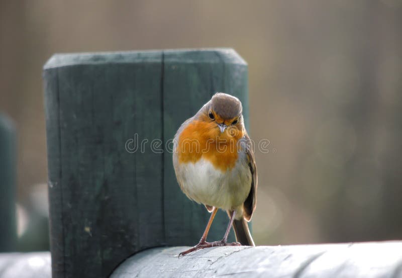 Robin close up free stock image. Image of feather, nature - 145012207