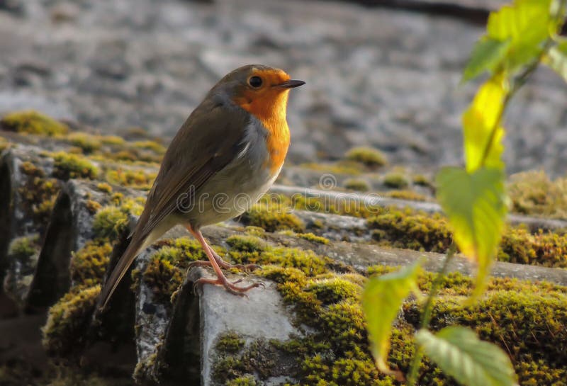 Robin close up free stock photo. Image of close, raptor - 145012264