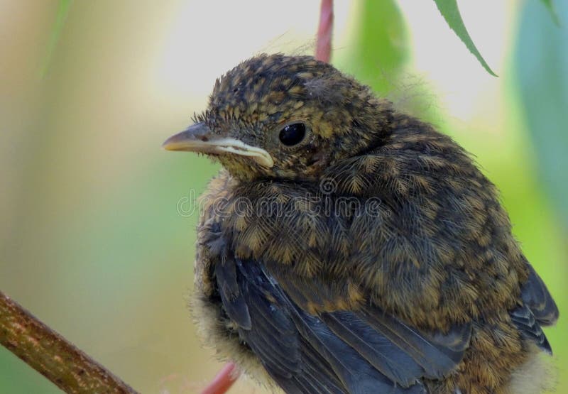 Robin close up free stock photo. Image of feather, wildlife - 145012294