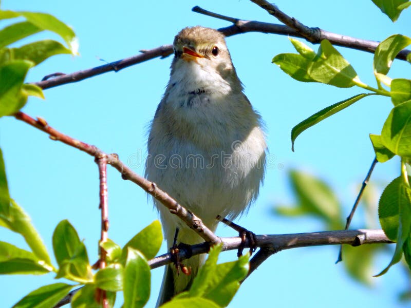Bird in the wild stock image. Image of ducat, beauty - 87499537