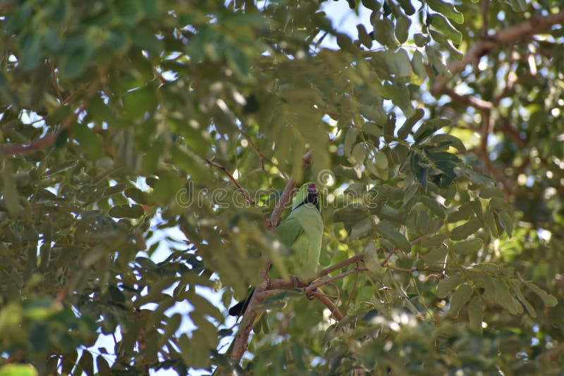 Bird stock photo. Image of green, bird, parrot, pretty - 128836020