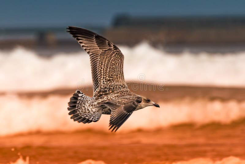 Bird, Wildlife, Fauna, Ecosystem Picture. Image: 113647521