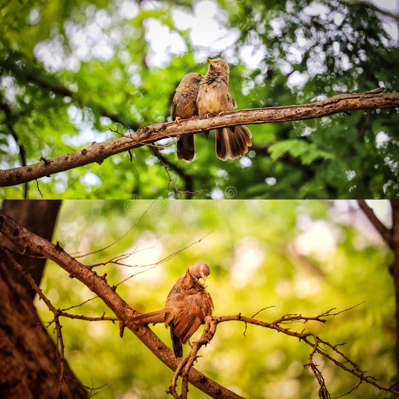 Bird stock image. Image of smooch, bird, smooth, wildlife - 125893313