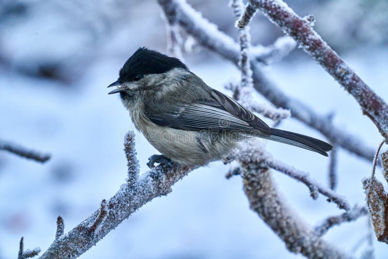 Bird - Willow Tit Poecile Montanus Sitting on a Branch of a Tree. Stock ...