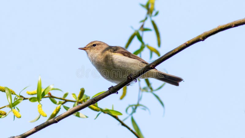 Bird Willow Warbler Sitting on a Tree Branch in Spring Stock Photo ...