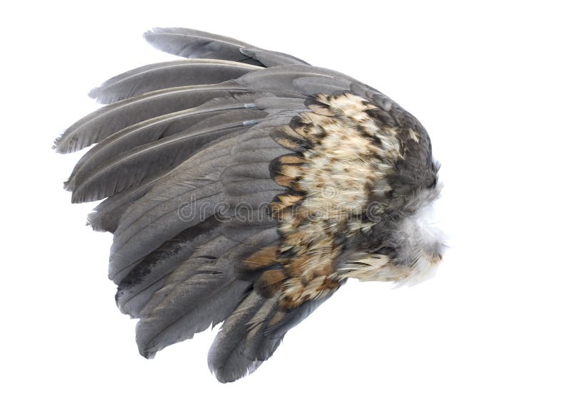 Bird Wing stock photo. Image of wings, rooster, poultry - 8153004