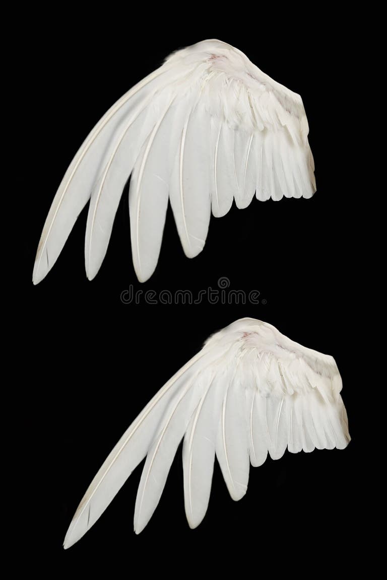 Dove Bird Poultry Stock Illustrations – 804 Dove Bird Poultry Stock ...