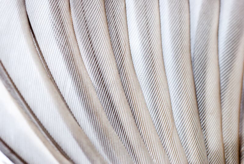 Bird wing texture stock image. Image of gorgeous, background - 17386263